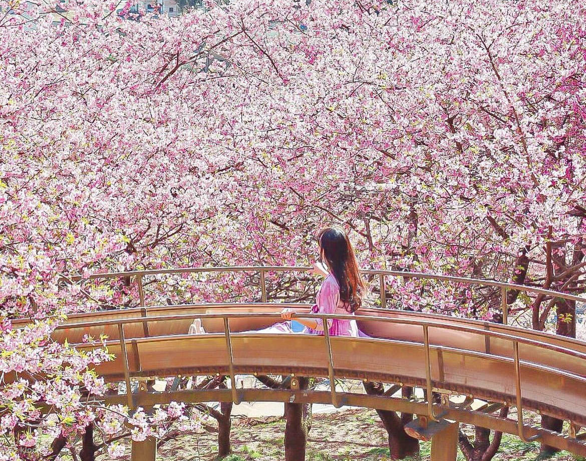 Mount Fuji, Owakudani, and Hakone Join In Bus Tour with Cherry Blossom ...